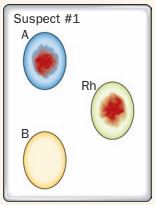 Chapter 8 Blood and Blood Spatter Review - Joseph Morsaw |Library ...