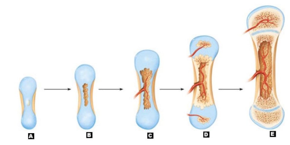 Skeletal System Overview Lab - Rhonda Christman | Library | Formative