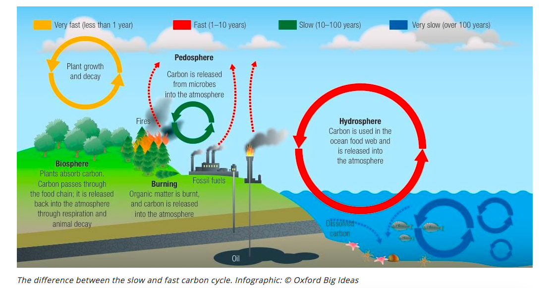 The Slow and Fast Carbon Cycles - Allysa Orwig | Library | Formative