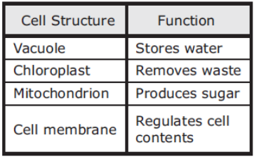 7.12 D Plant v. Animal Cells - Samantha Varela | Library | Formative