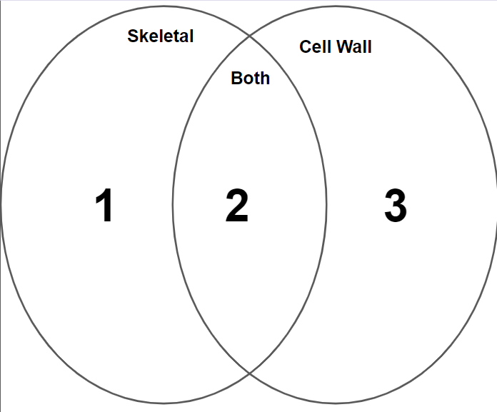 7.12.B Body Systems #2 - Samantha Varela | Library | Formative