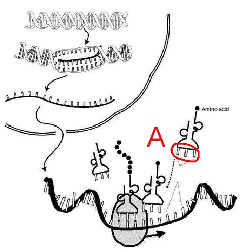 EOC Review RNA & Protein Synthesis #1 - Ryan Donaldson | Library ...