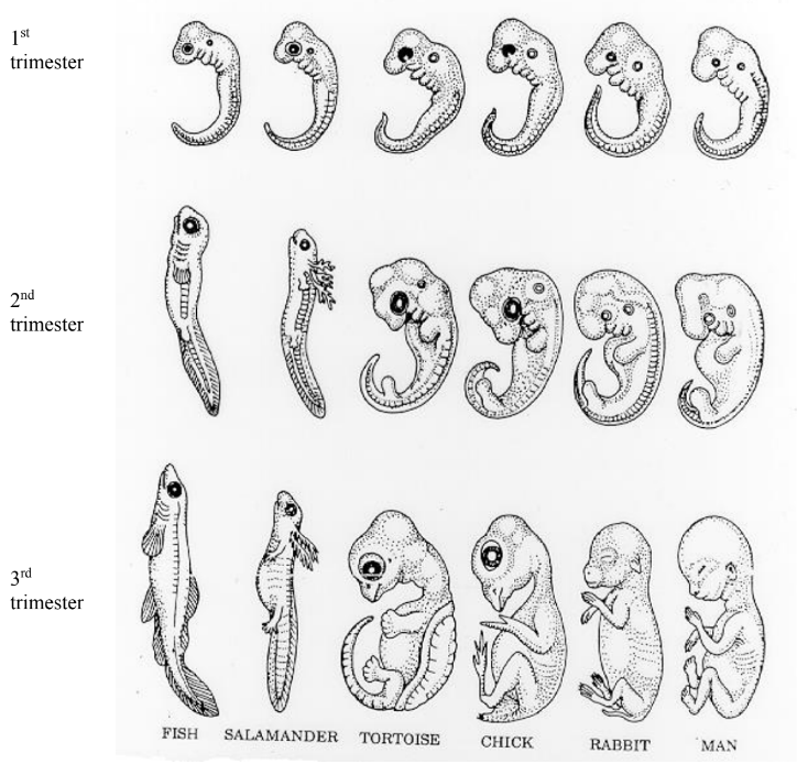 Embryology E - Ebby Baby | Library | Formative