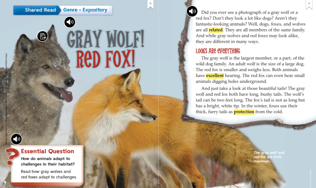 Wonders U4W3 Grade 3: Text Dependent Writing Practice - Caitlyn Faith ...