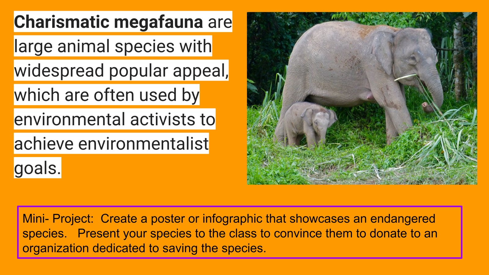 Animals classifications - Fred Traore | Library | Formative